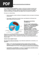 Omentos Mayor y Menor - Anatomía, Ubicación y Función - Kenhub | PDF ...