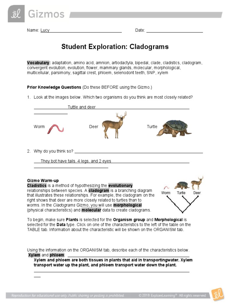 Cladograms SE | PDF | Evolution | Organisms