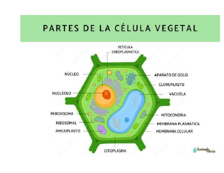 Celula Vegetal | PDF
