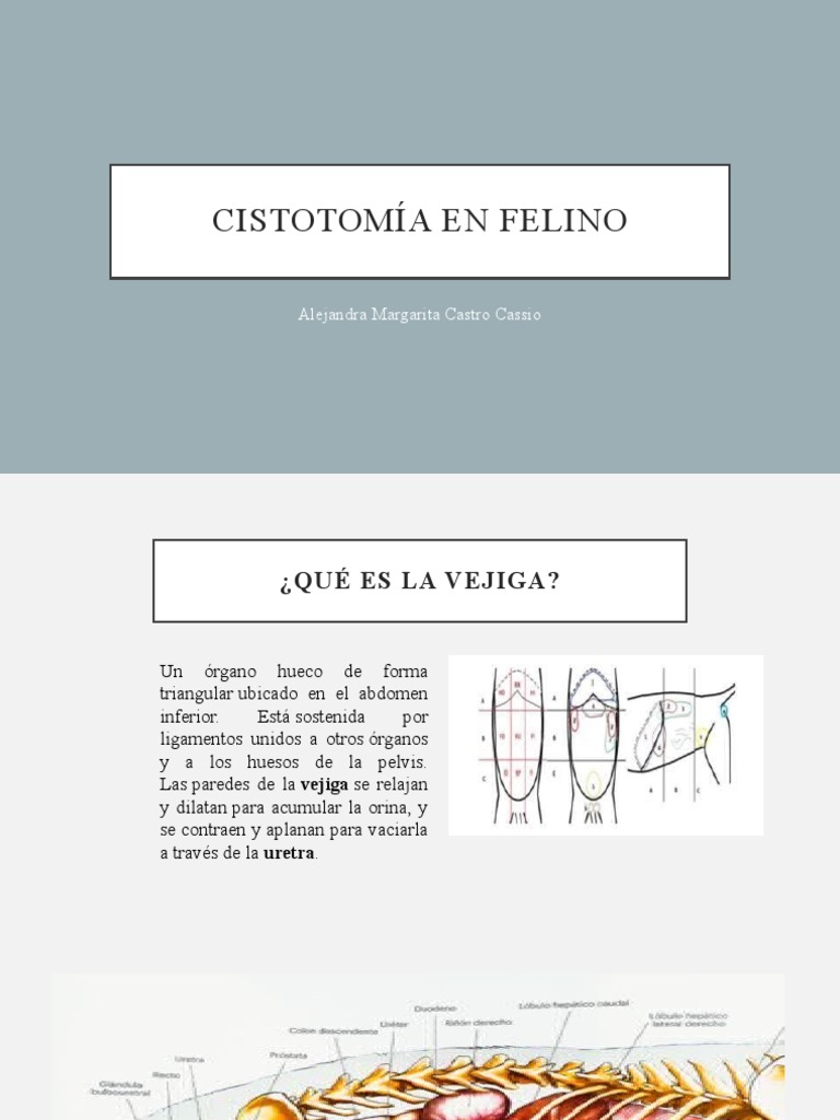 Expo 1. Cistotomía en Felino | PDF | Vejiga urinaria | Especialidades ...