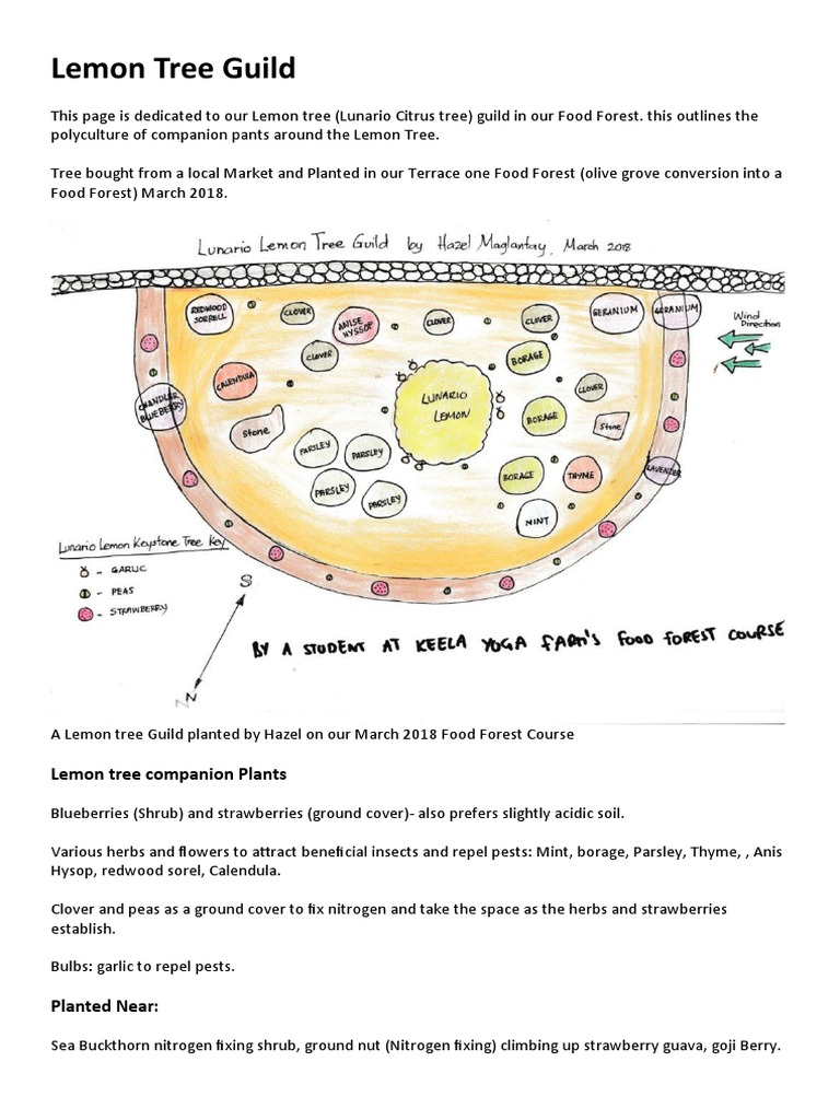 Lemon Tree Guild | PDF