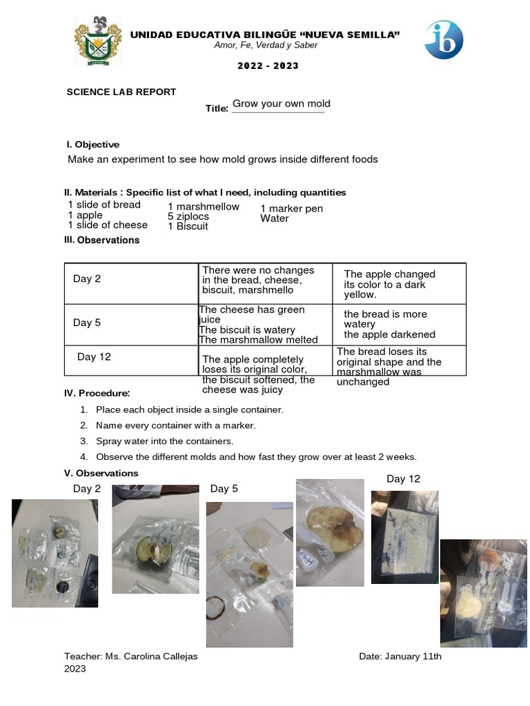 The Growth of Mold: An Experimental Study of Mold Growth on Different ...
