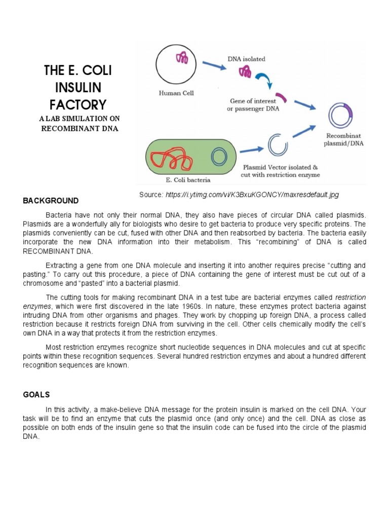The E. Coli Insulin Factory | PDF | Dna | Plasmid