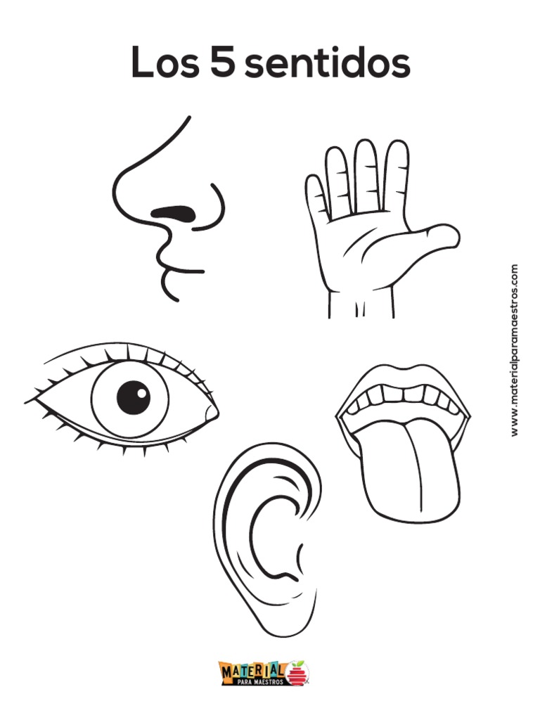 5 Sentidos | PDF