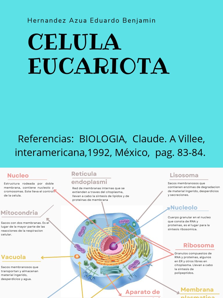 Mapa Mental Celula Eucariota | PDF | Citoplasma | Biología Celular)