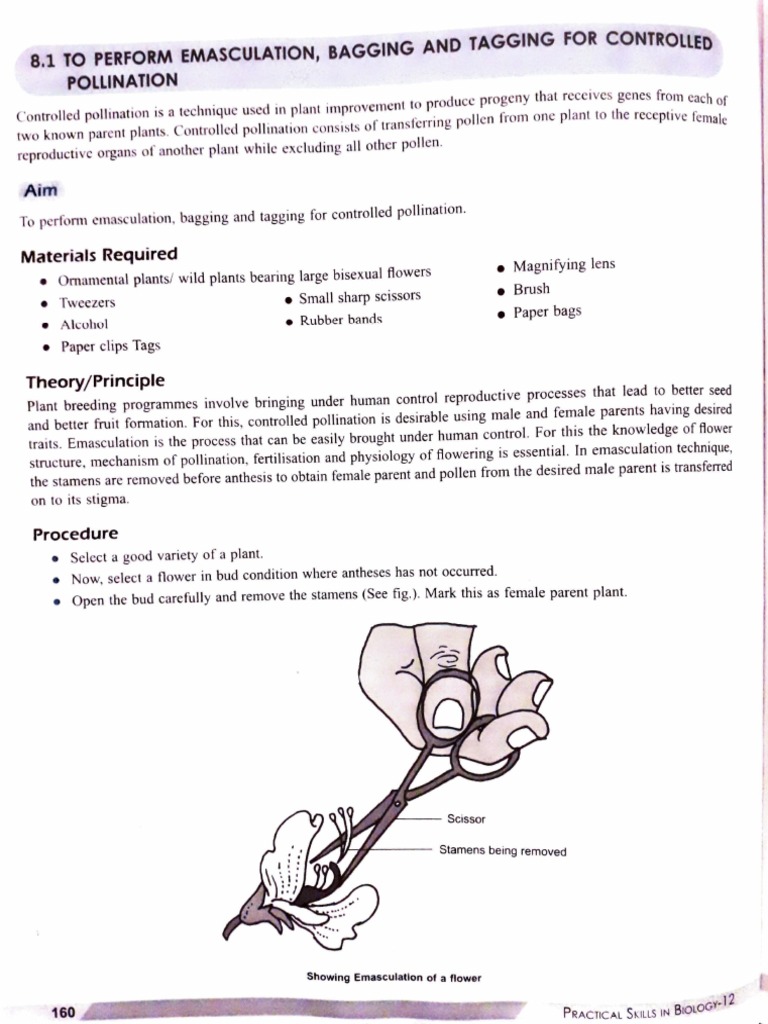 Emasculation and Bagging for Pollination | PDF | Flowers | Pollination
