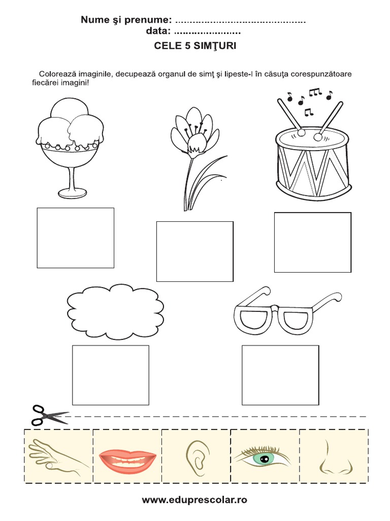Mt17 2 Fisa de Lucru Cele 5 Simturi | PDF
