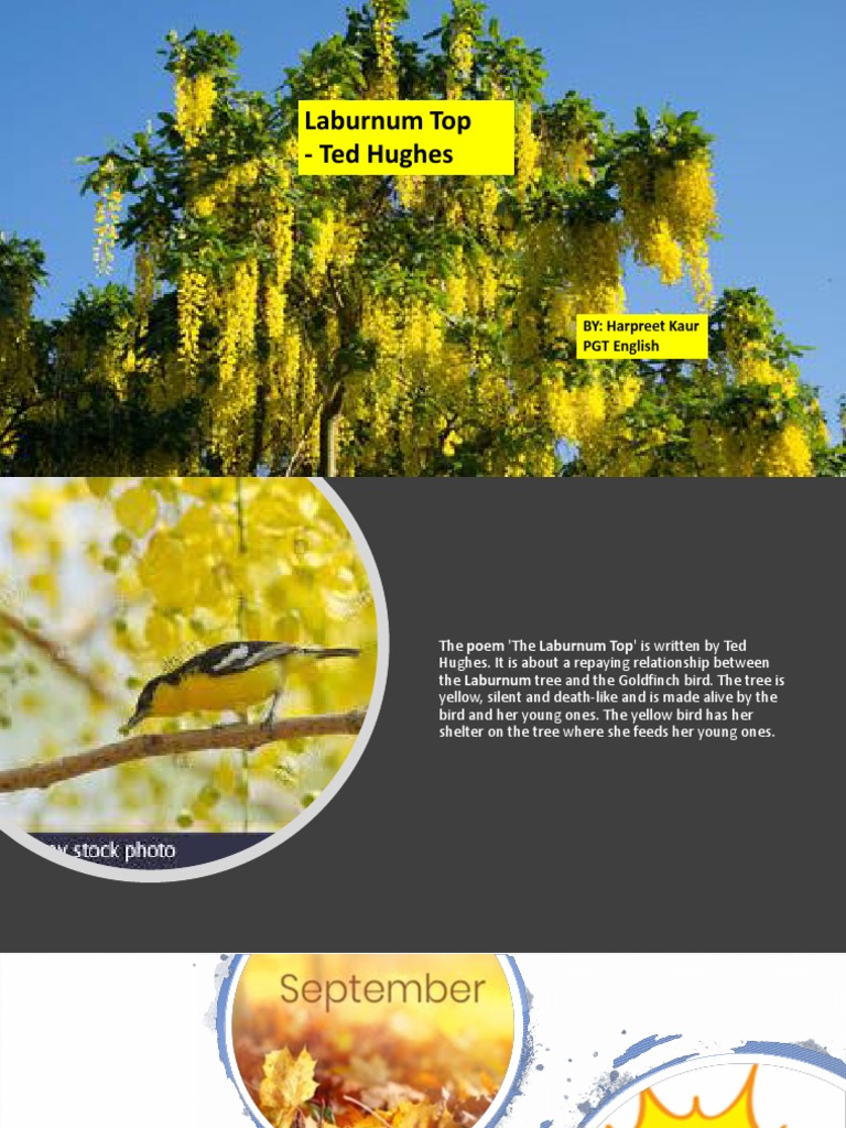 Laburnum Top Summary | PDF