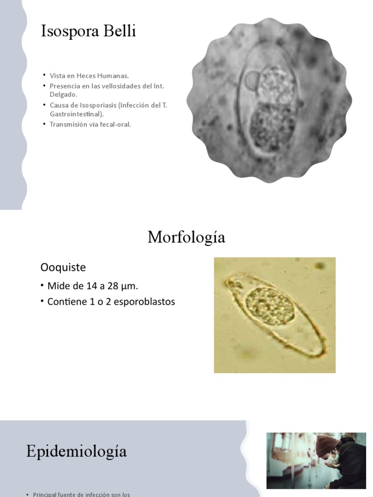 Morfología y Tratamiento de Isospora Belli | PDF | Ciencia y matemáticas