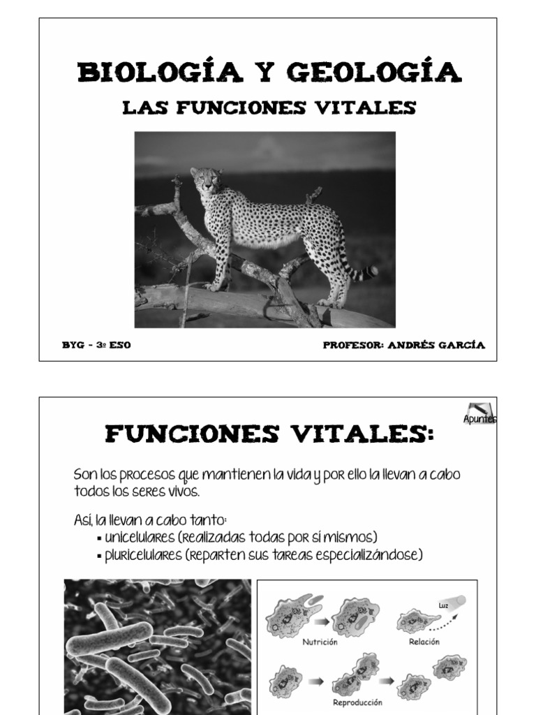 Procesos Vitales En Seres Vivos Pdf Salud Y Bienestar