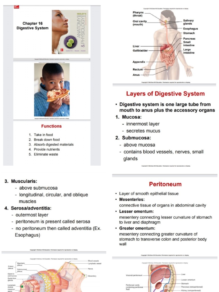 Digestive System | PDF
