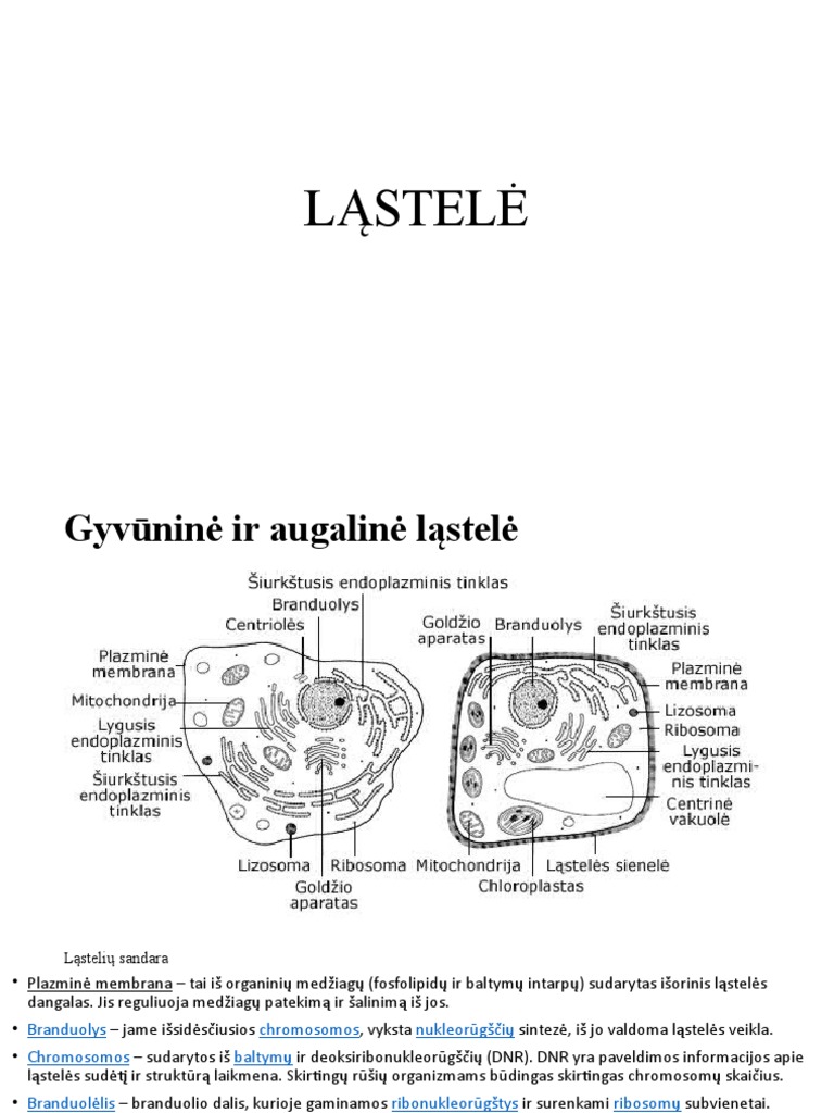 Ląstelės Sandara | PDF