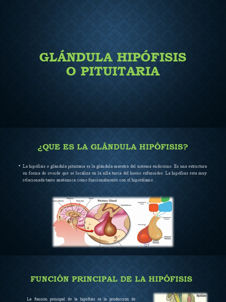 Glándula Hipófisis | PDF | Glándula pituitaria | Hipotálamo