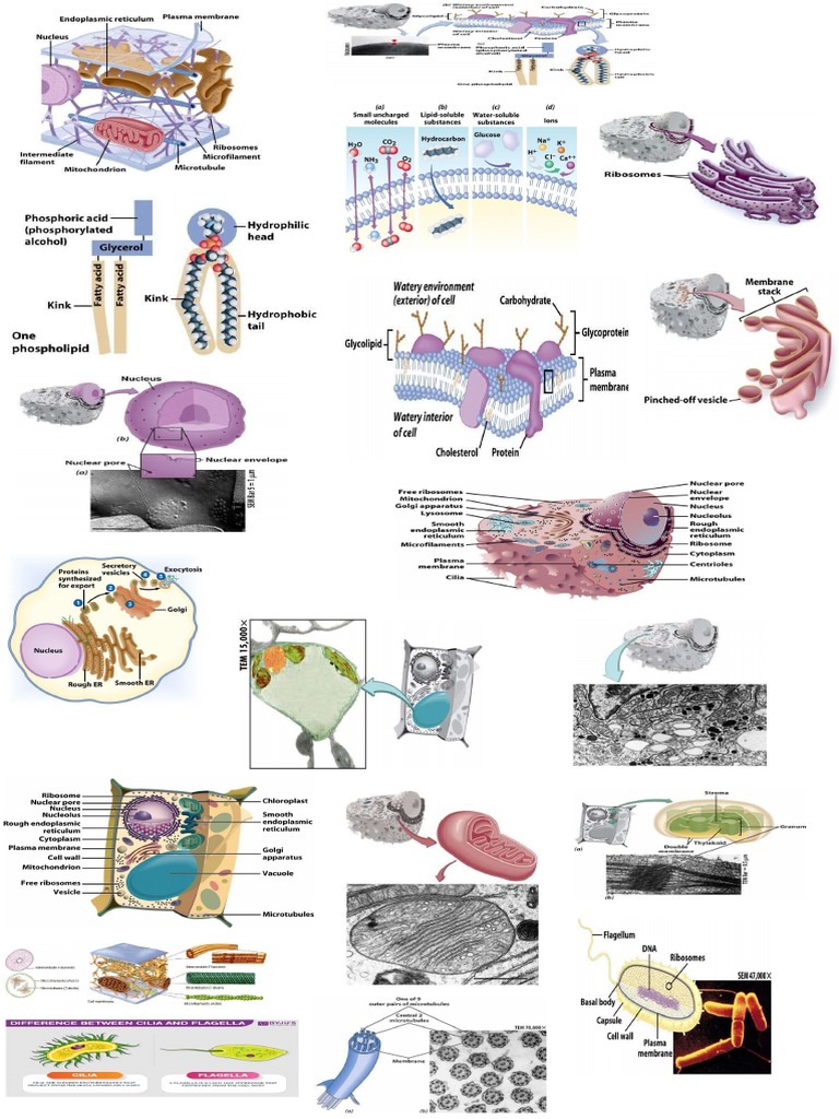 Cell Biology | PDF