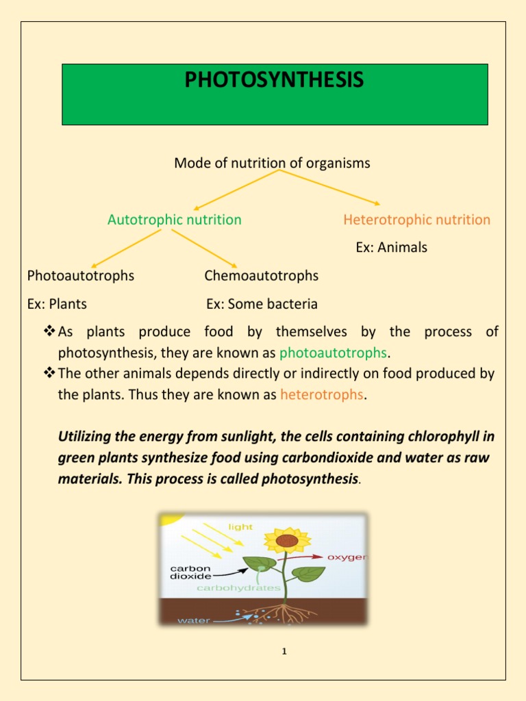 Photosynthesis Grade 11 | PDF | Photosynthesis | Plants