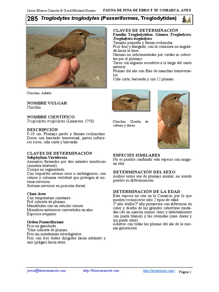 Pajarito | PDF | Aves | Pluma