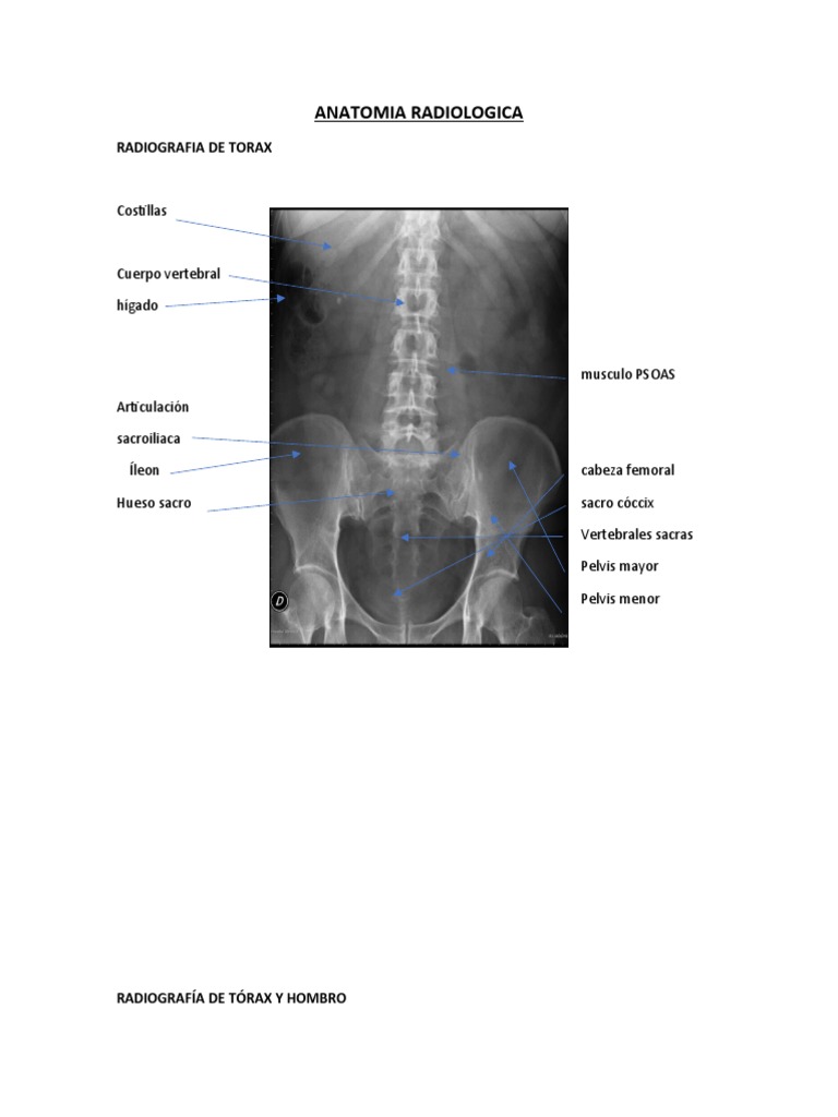 Anatomia Radiologica | PDF