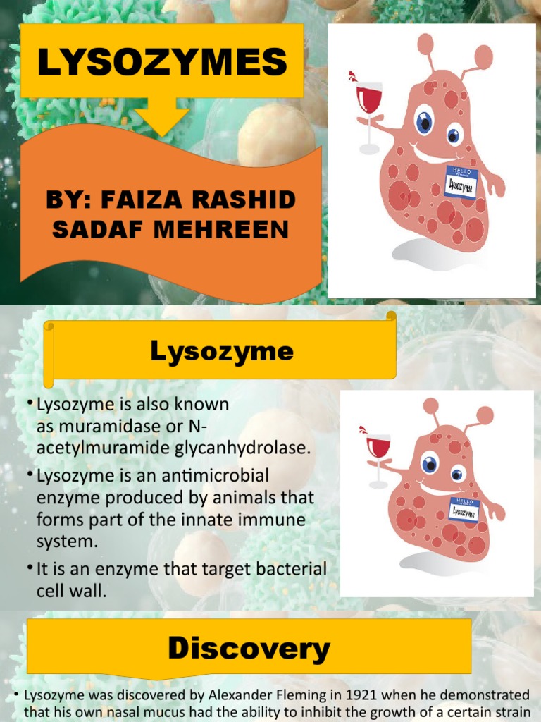 Lysozyme | PDF | Mucus | Cell Wall