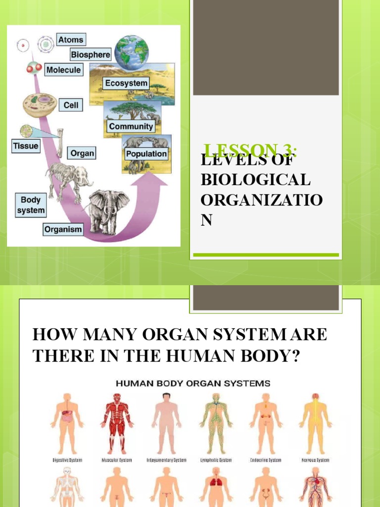 Levels of Biological Organization | PDF | Wellness | Science & Mathematics