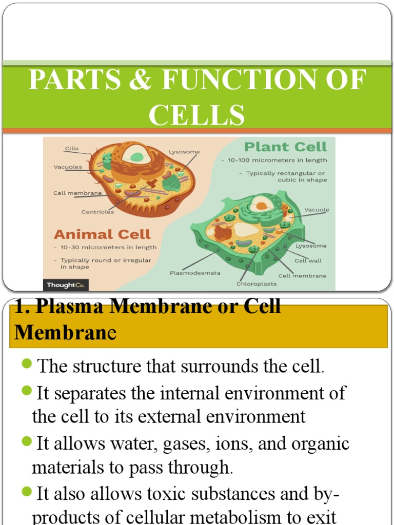 Cell Parts and Functions Guide | PDF | Cell (Biology) | Endoplasmic ...