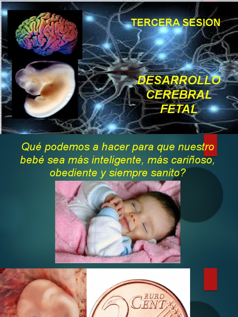 Sesion Desarrollo Cerebral Fetal | PDF
