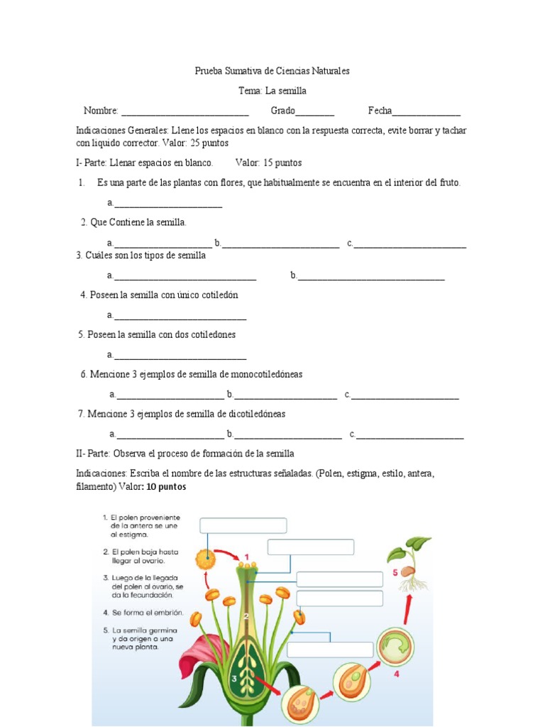 Prueba Sumativa de Ciencias Naturales | PDF
