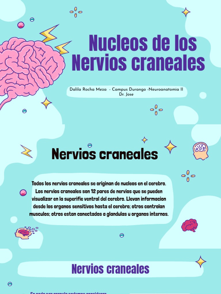 Nervios Craneales | PDF | Anatomía | Sistema nervioso