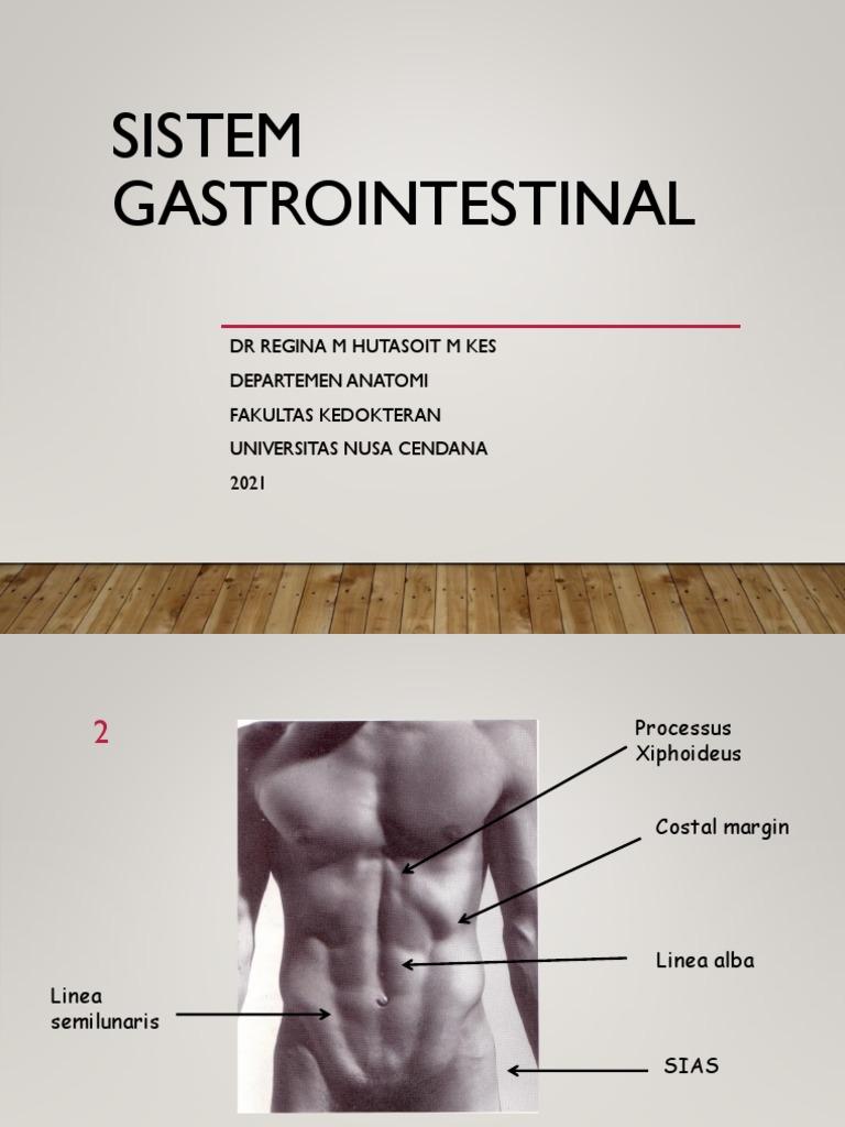 Anatomi Sistem Gastrointestinal 2021 | PDF