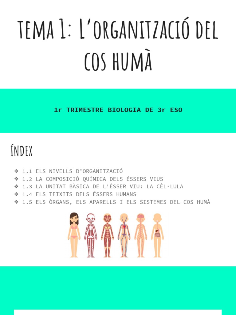 Tema 1 - L'organització Del Cos Humà (Adaptat) | PDF
