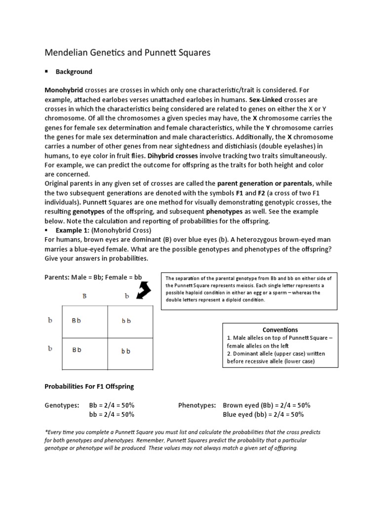 Mendelian Genetics and Punnett Squares Explained | PDF | Genotype ...