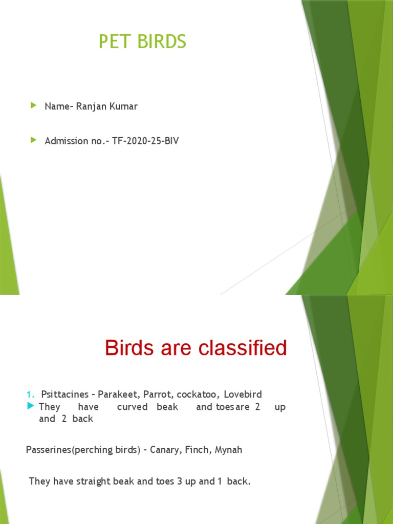 Pet Birds | PDF