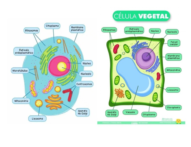 Celula Animal y Vegetal | PDF