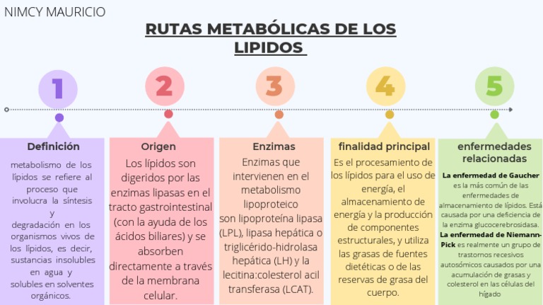 Mapa Rutas Metabólicas de Los Lipidos - Nimcy Mauricio | PDF | Lípido | Metabolismo