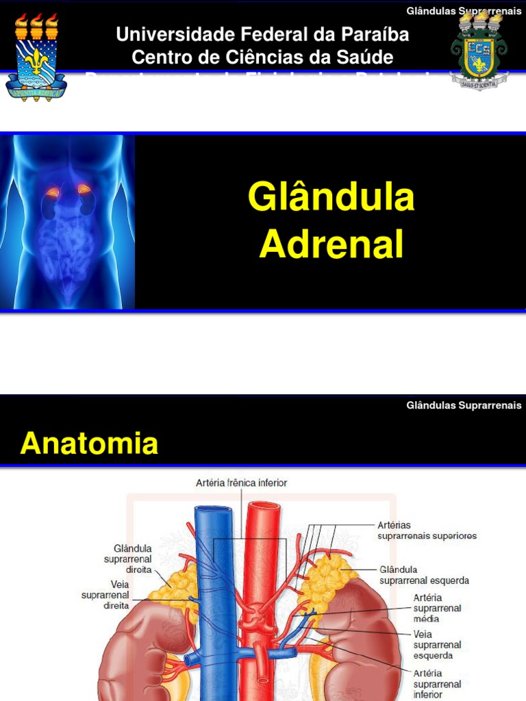 Glndulas Suprarrenais | PDF | Glândula suprarrenal | Cortisol