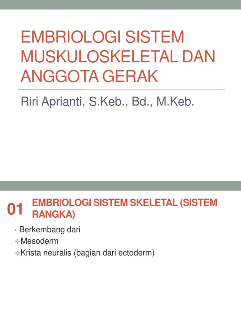 Embriologi Sistem Muskuloskeletal Dan Anggota Gerak | PDF