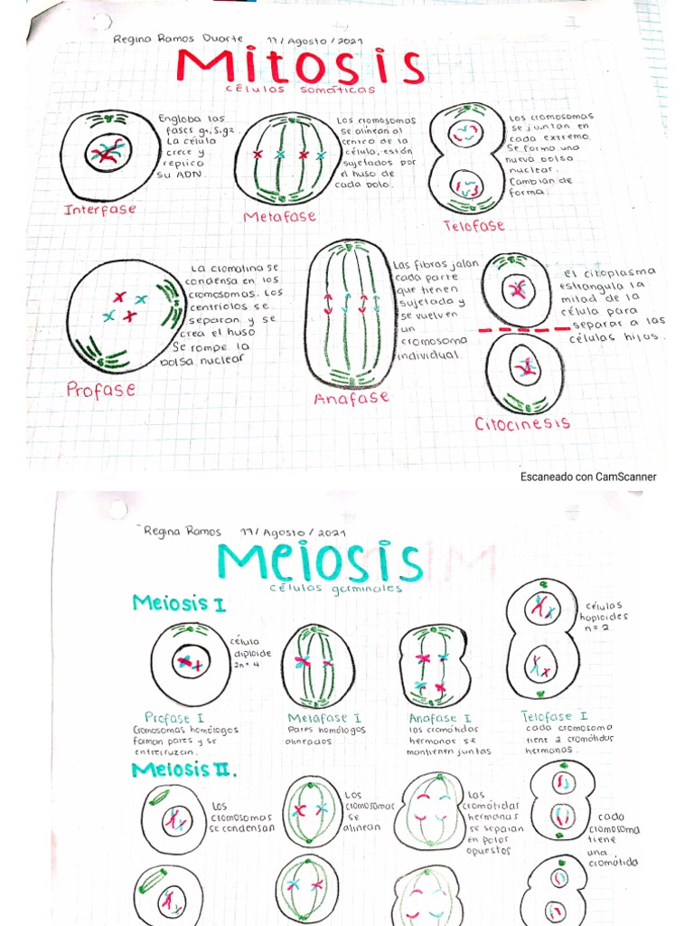 Mitosis y Meiosis | PDF