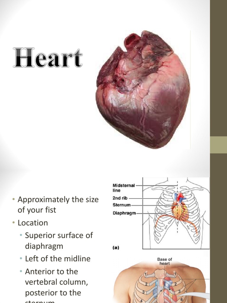 Heart Anatomy For BSC Nursing | PDF | Heart Valve | Coronary Circulation