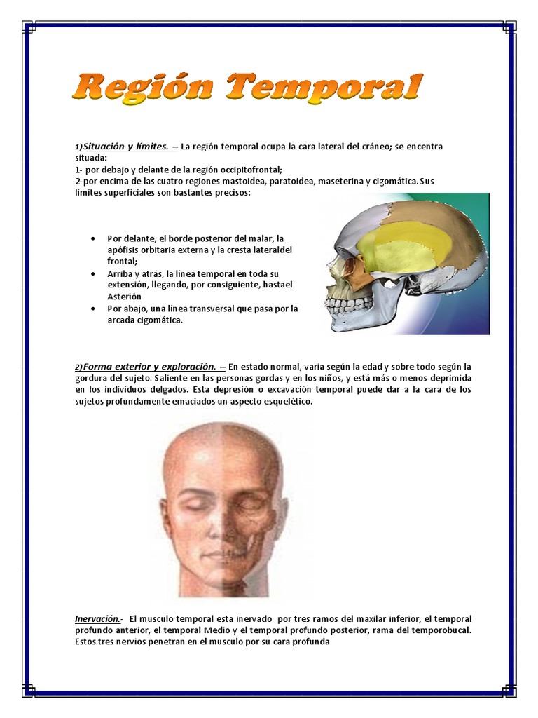 Anatomía de la región temporal craneal | PDF | Anatomía humana | Cabeza ...