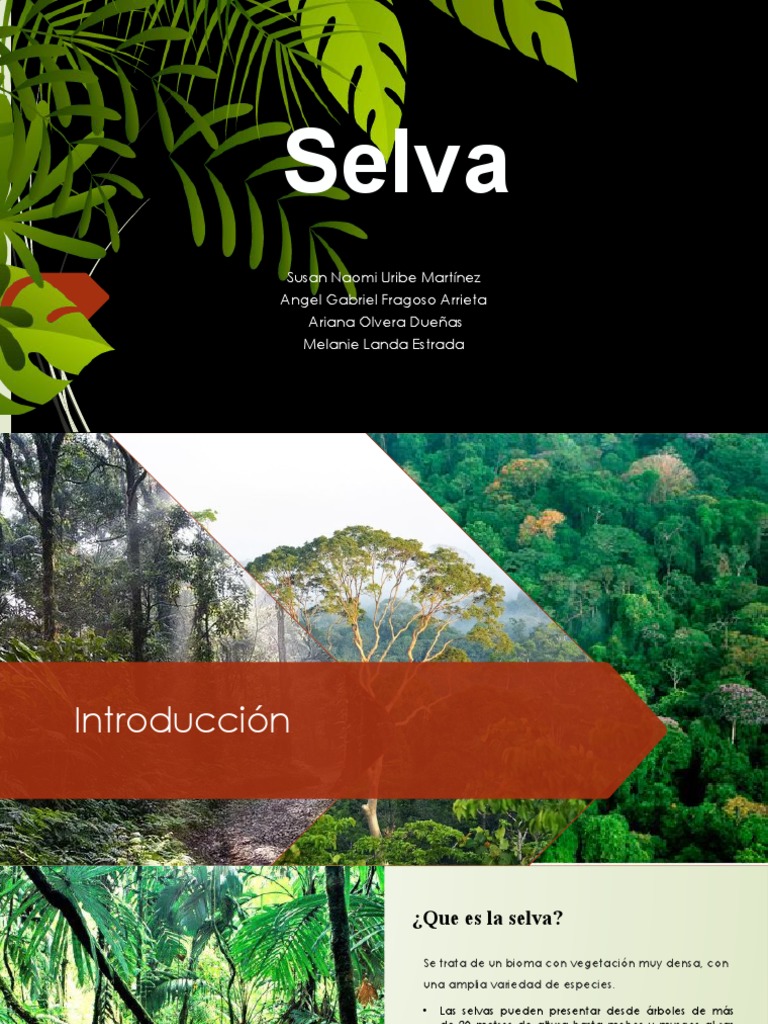 Expo "Selva Ecología"-2 | PDF | Selva | Ecosistema