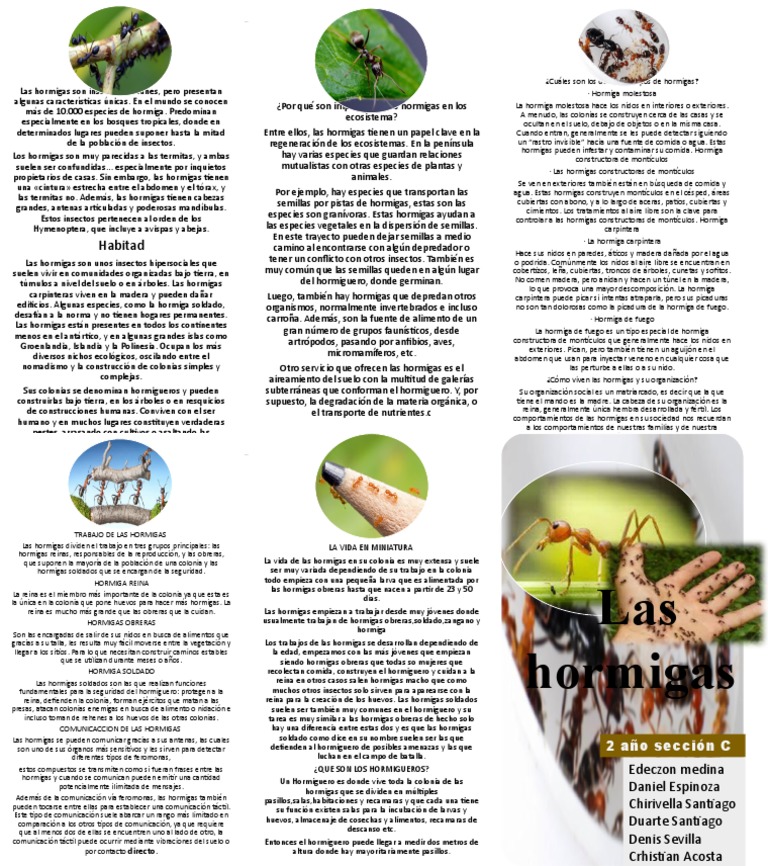 Características y vida de las hormigas | PDF | Hormiga | Insectos