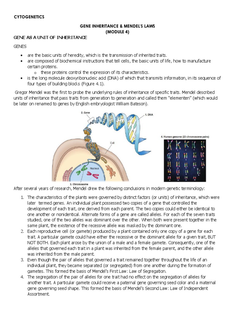 Module 4 Cytogenetics | PDF | Dominance (Genetics) | Genotype