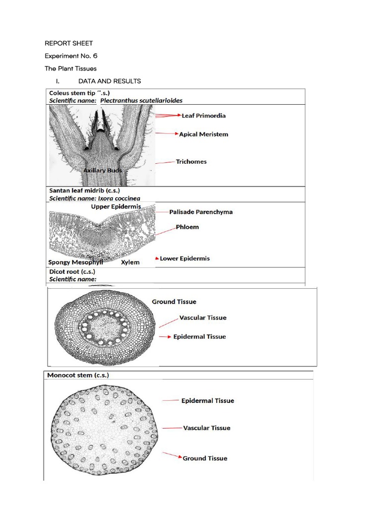 Report Sheet | PDF | Plant Stem | Leaf