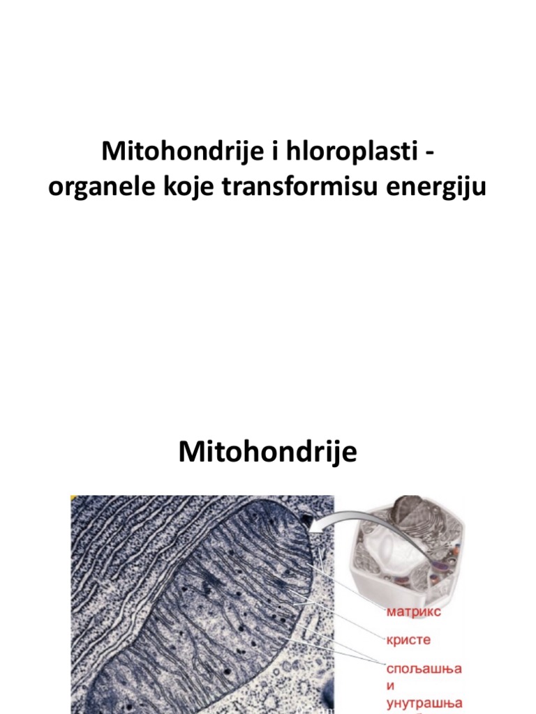Mitohondrije I Hloroplasti - Organele Koje Transformisu Energiju - 1 | PDF