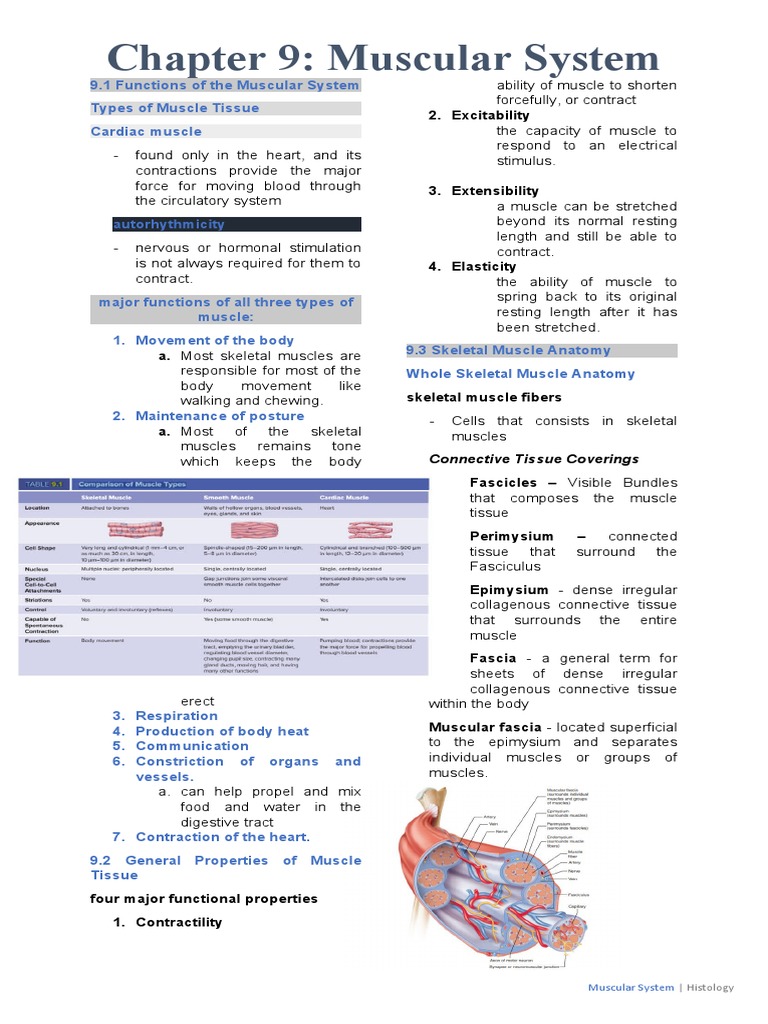 Muscular System | PDF | Skeletal Muscle | Muscle Contraction