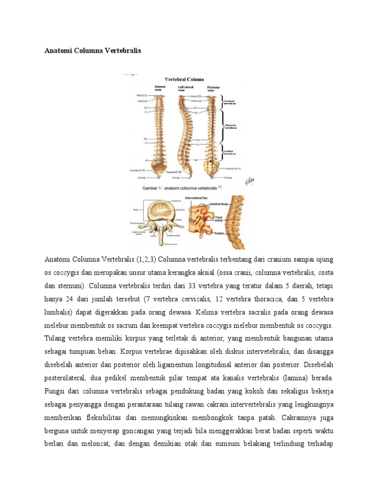 Anatomi Columna Vertebralis Dan Jaras | PDF