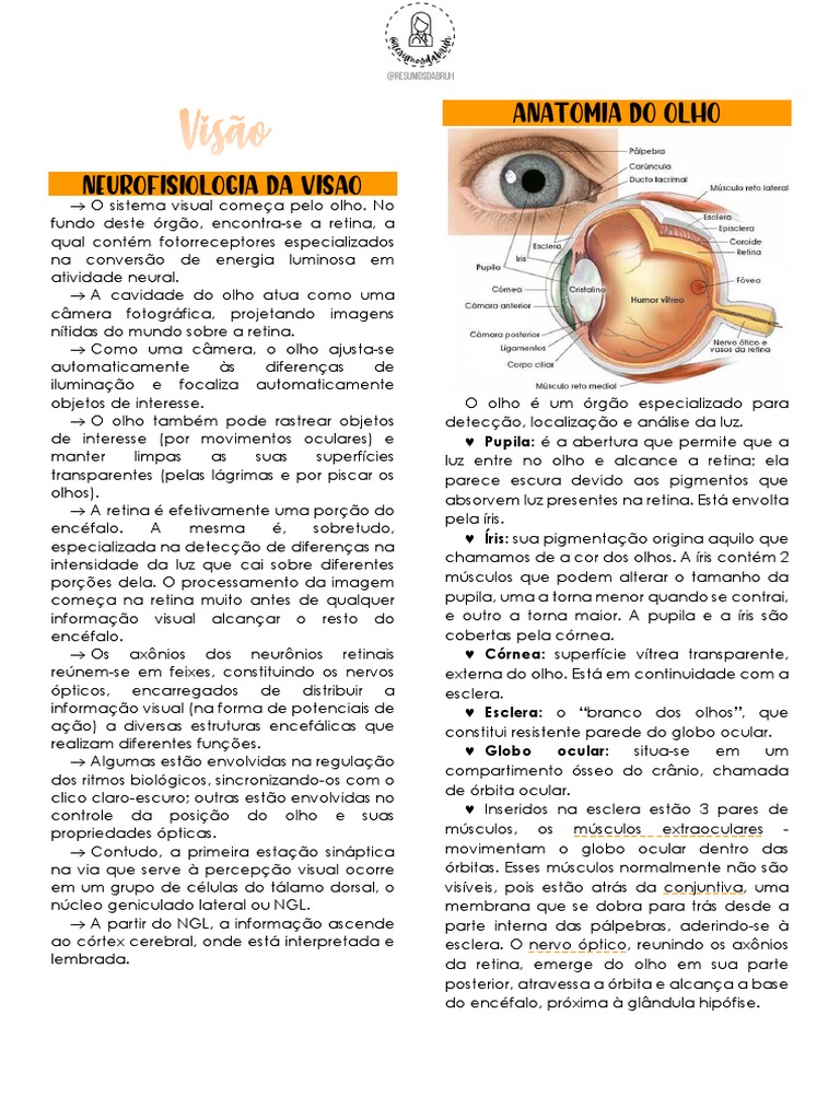 O funcionamento do sistema visual: da captação da luz na retina até o ...