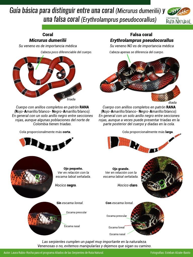 Diferencias entre coral y falsa coral | PDF | Serpiente | Squamata