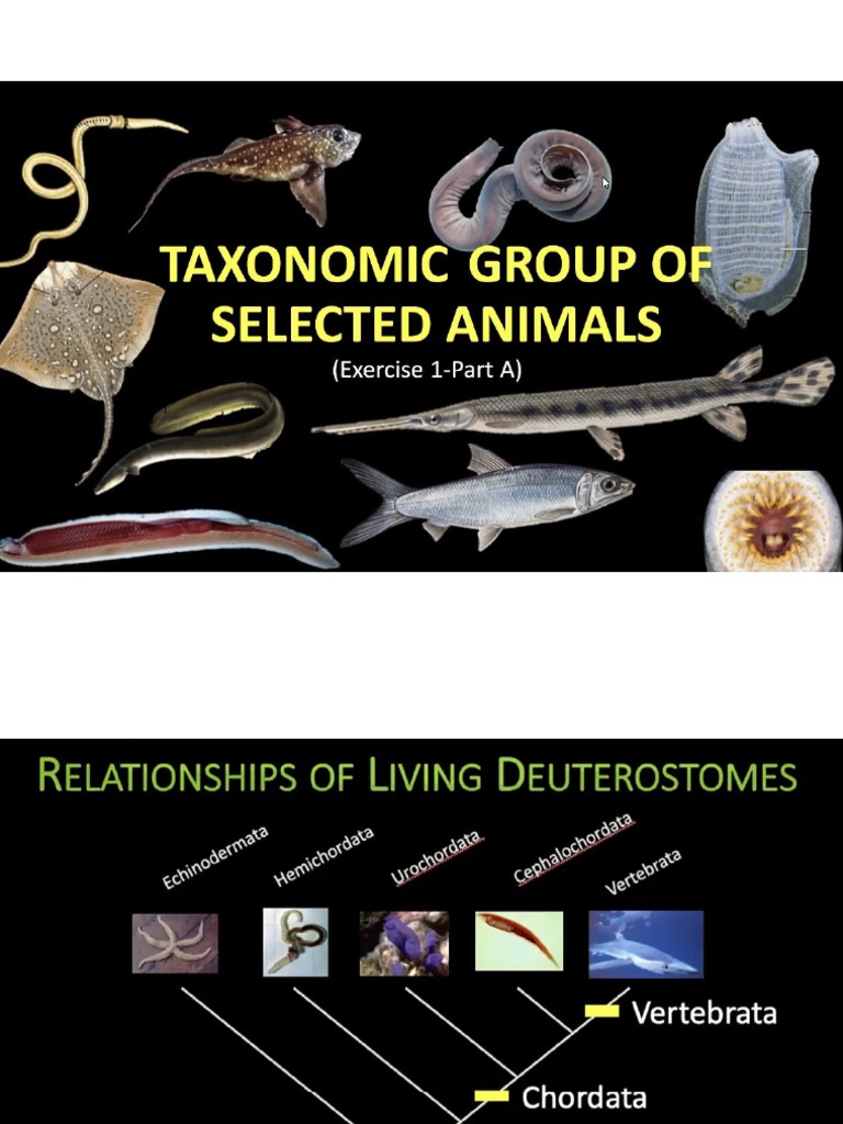 L1 Taxonomy of Selected Groups 1 | PDF