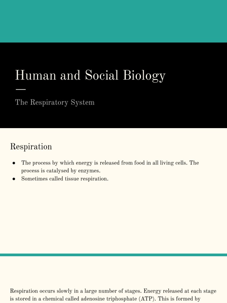 HSB: Respiration | PDF