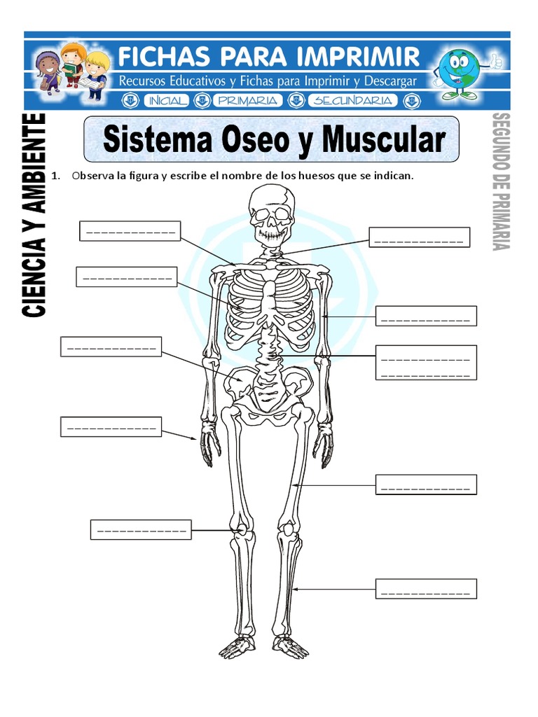 Sistema Óseo y Muscular para Niños | PDF | Hueso | Esqueleto